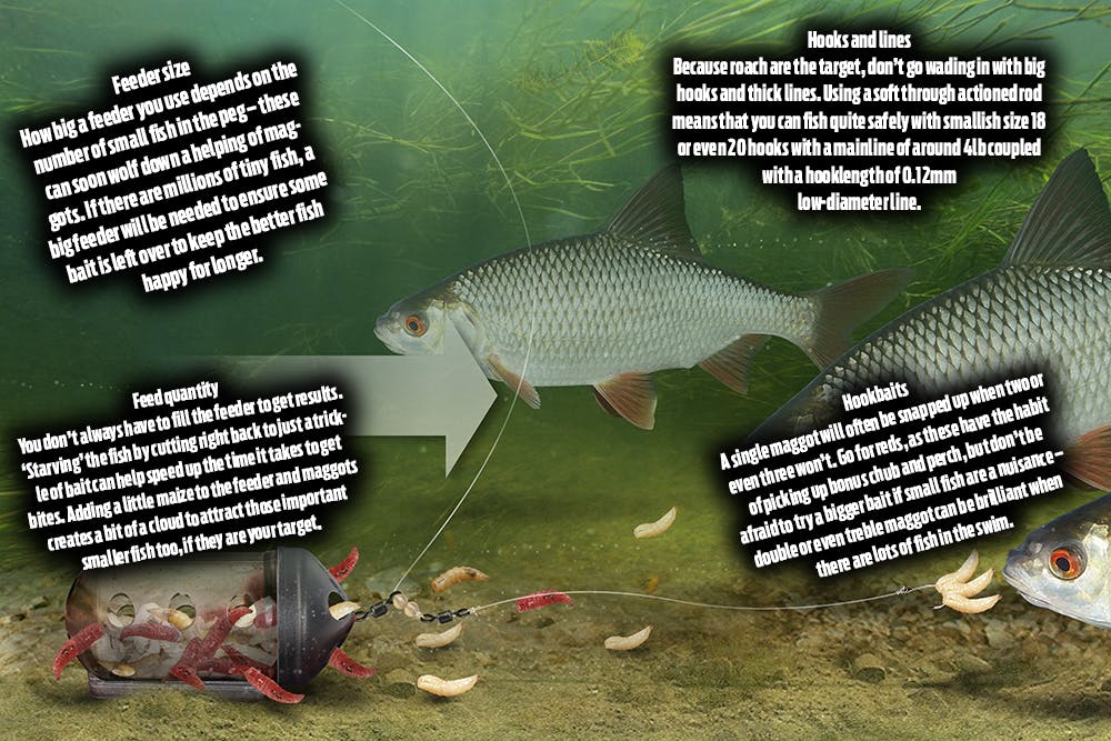 ESSENTIAL RIVER ROACH RIGS | Angling Times